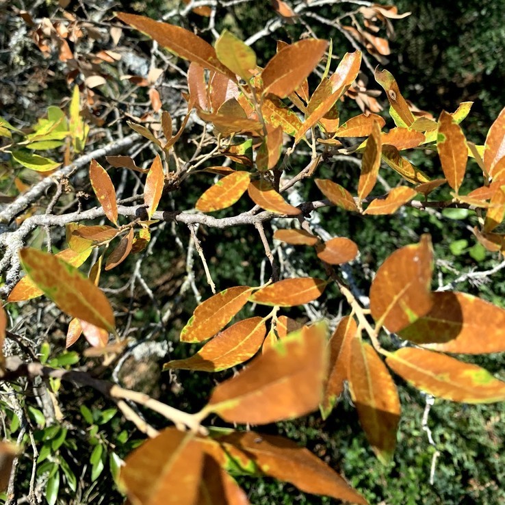 How to Identify Oak Wilt | ArborCare & Consulting