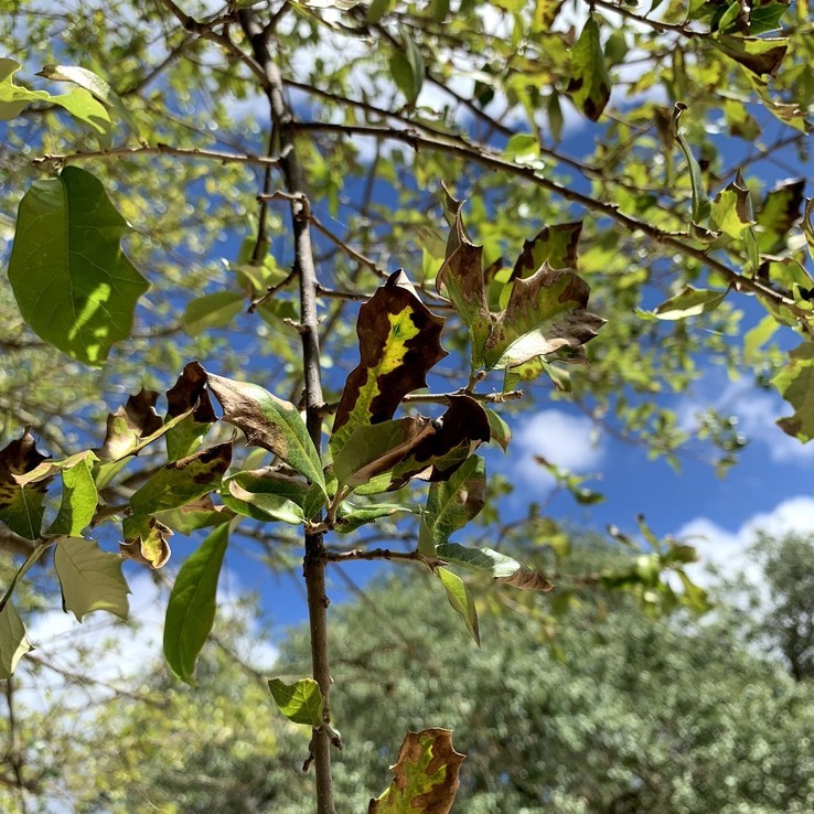How to Identify Oak Wilt | ArborCare & Consulting