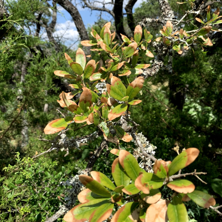 How to Identify Oak Wilt | ArborCare & Consulting