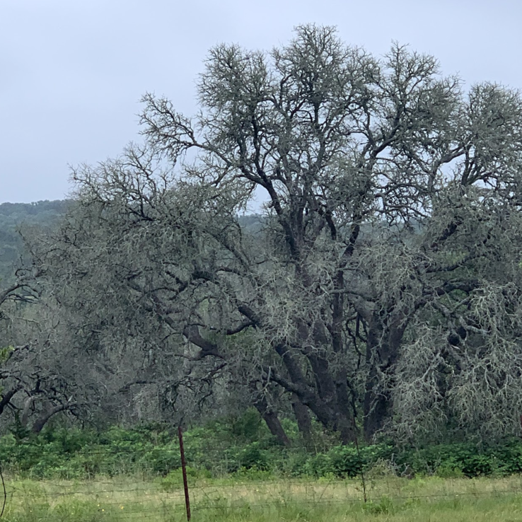 How to Identify Oak Wilt | ArborCare & Consulting