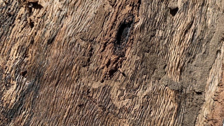 How Does Oak Wilt Spread? | ArborCare & Consulting