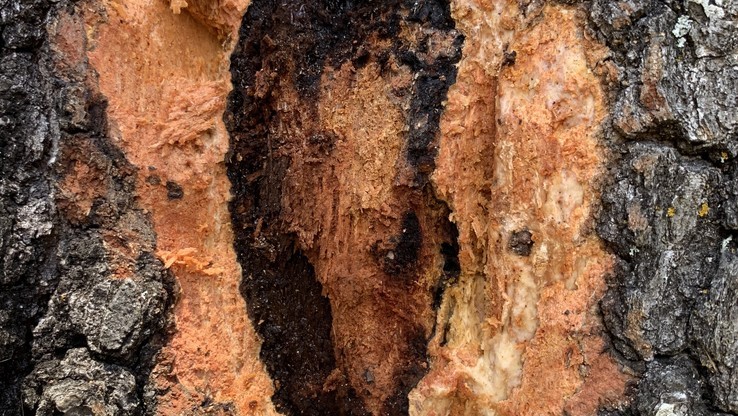 How Does Oak Wilt Spread? | ArborCare & Consulting