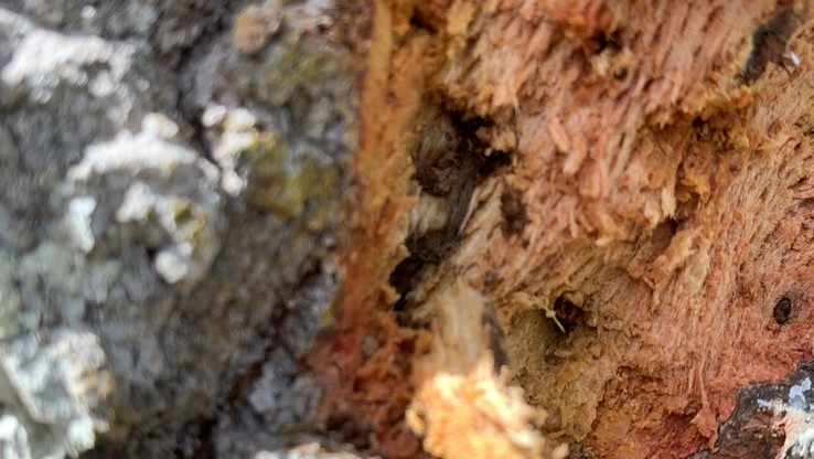 How Does Oak Wilt Spread? | ArborCare & Consulting