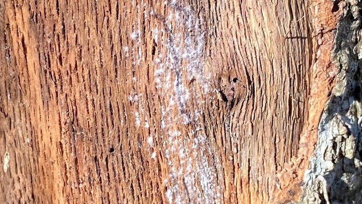 How Does Oak Wilt Spread? | ArborCare & Consulting