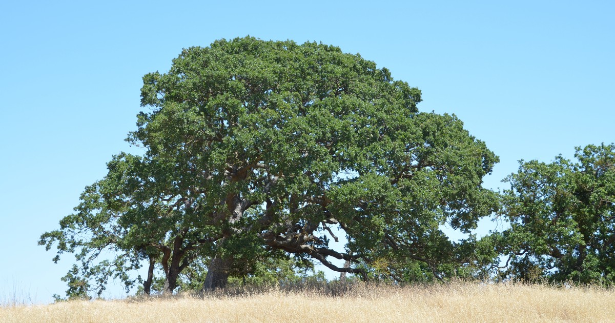 Oak Wilt Prevention 101 Arborcare And Consulting