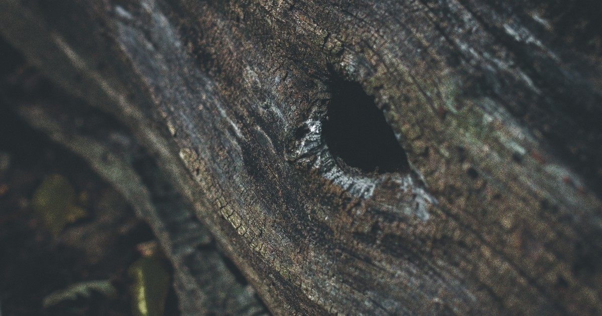 Tree Cavities | ArborCare & Consulting