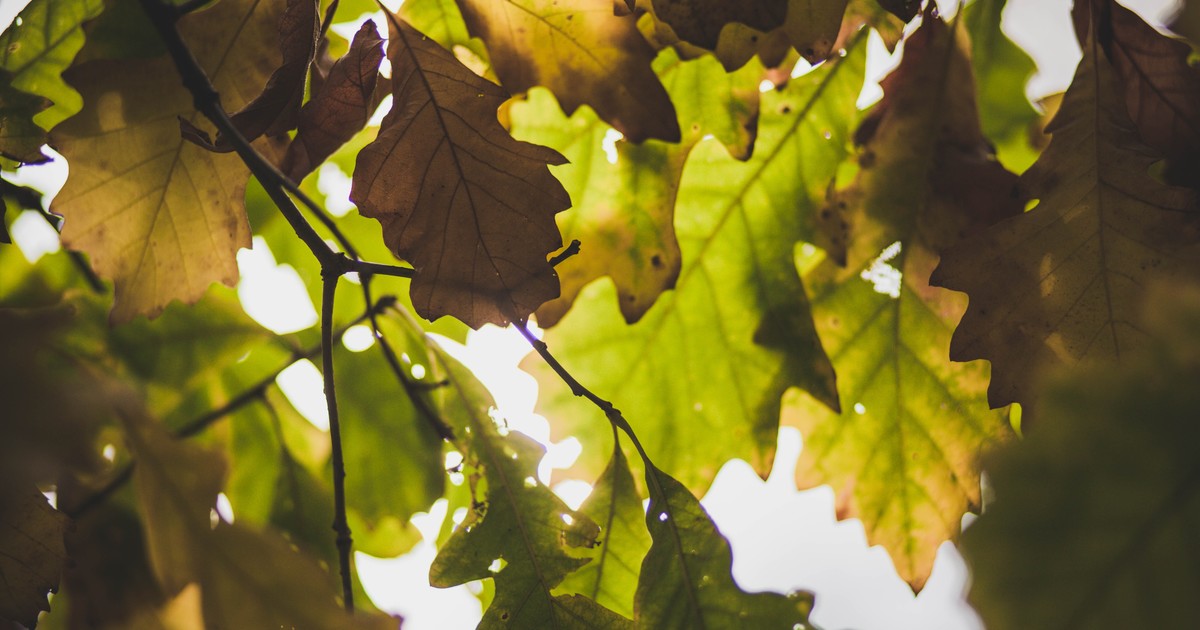 Large-scale Leaf Drop | ArborCare & Consulting