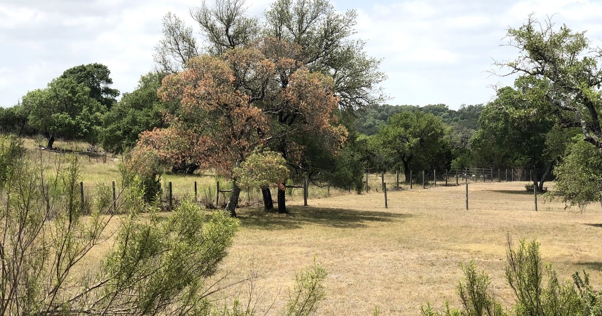 Oak Wilt Treatment in Atascosa County | ArborCare & Consulting