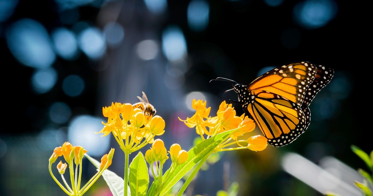 Butterfly & Bee-friendly Landscapes | ArborCare & Consulting