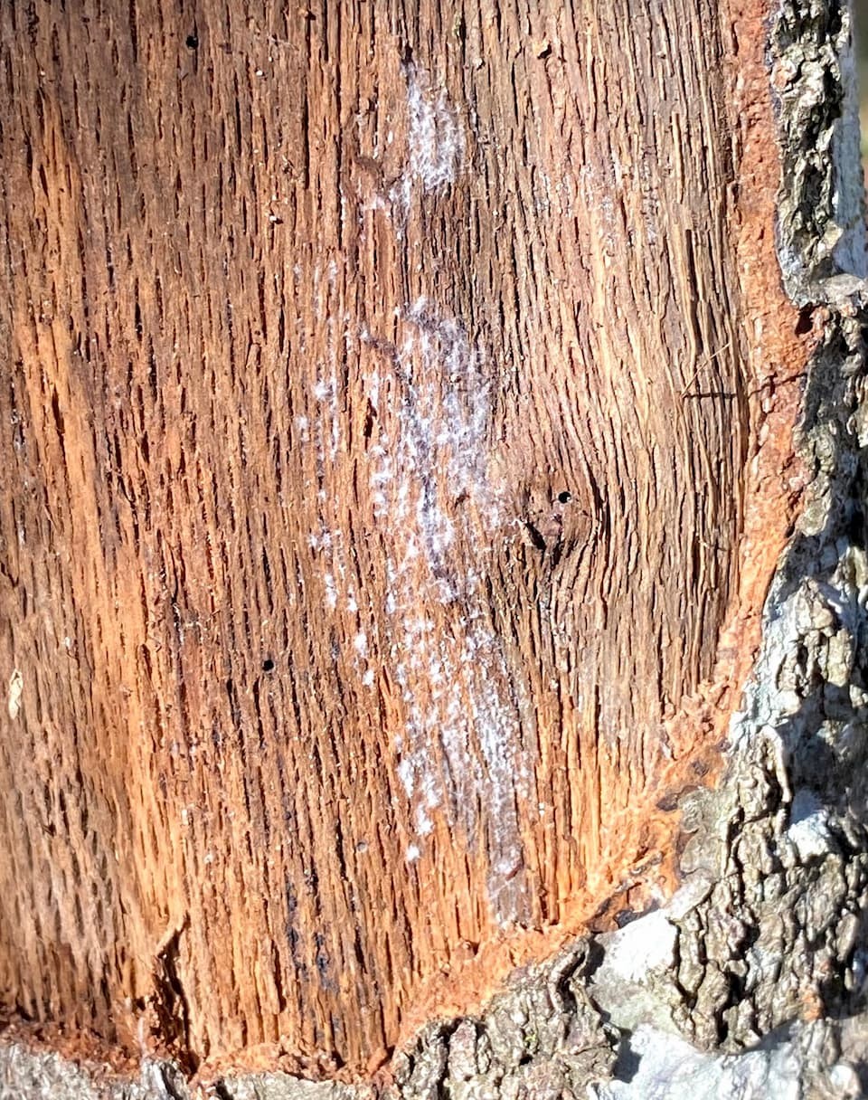 How Does Oak Wilt Spread? | ArborCare & Consulting